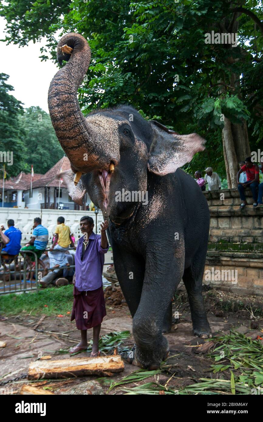 A ceremonial elephant poses for tourists at the Temple of the Sacred ...