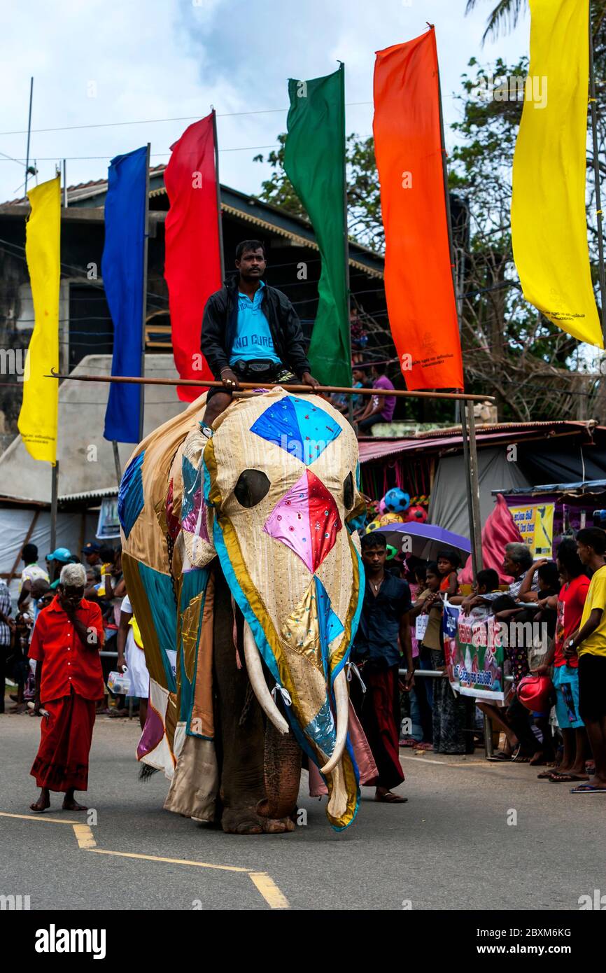 Sri Lankan Elephant Parade