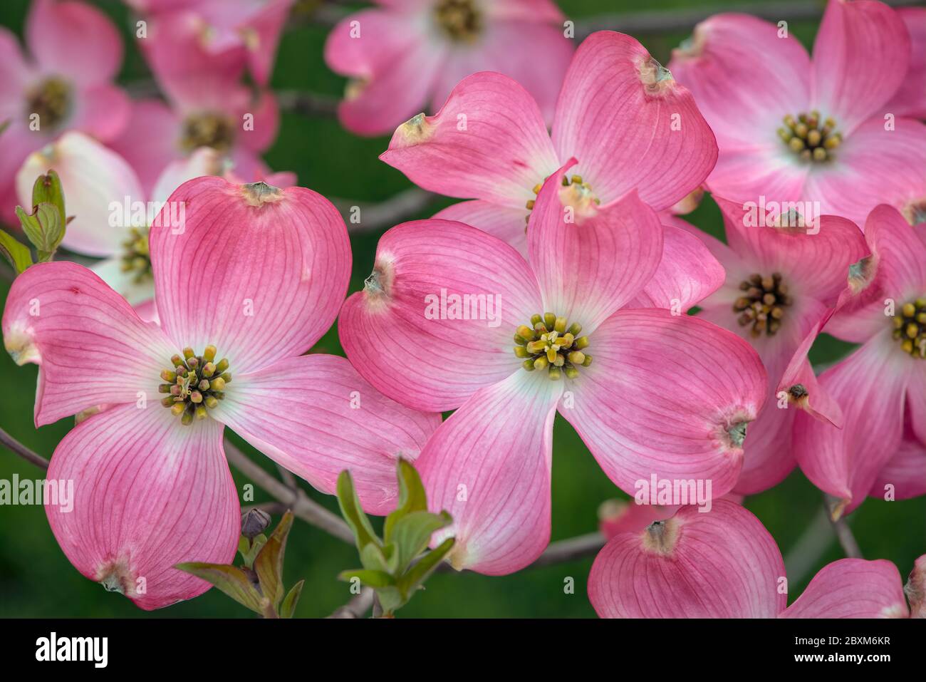 Indian arrowwood hi-res stock photography and images - Alamy