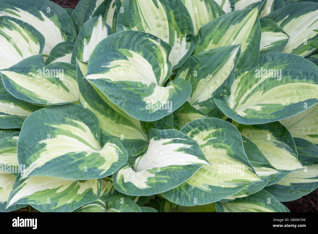Variegated Hosta plant Stock Photo - Alamy