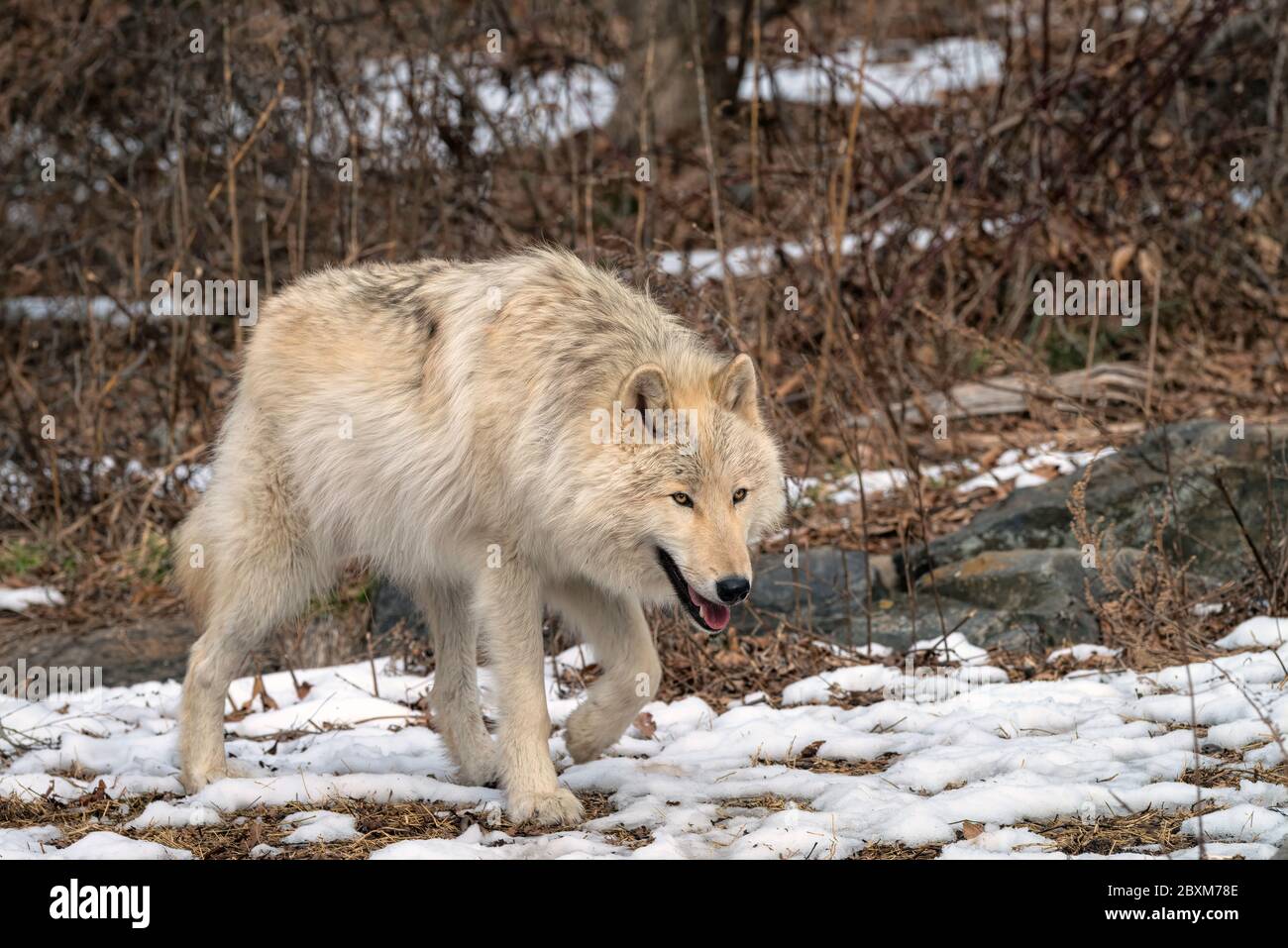 White timber wolf hi-res stock photography and images - Alamy