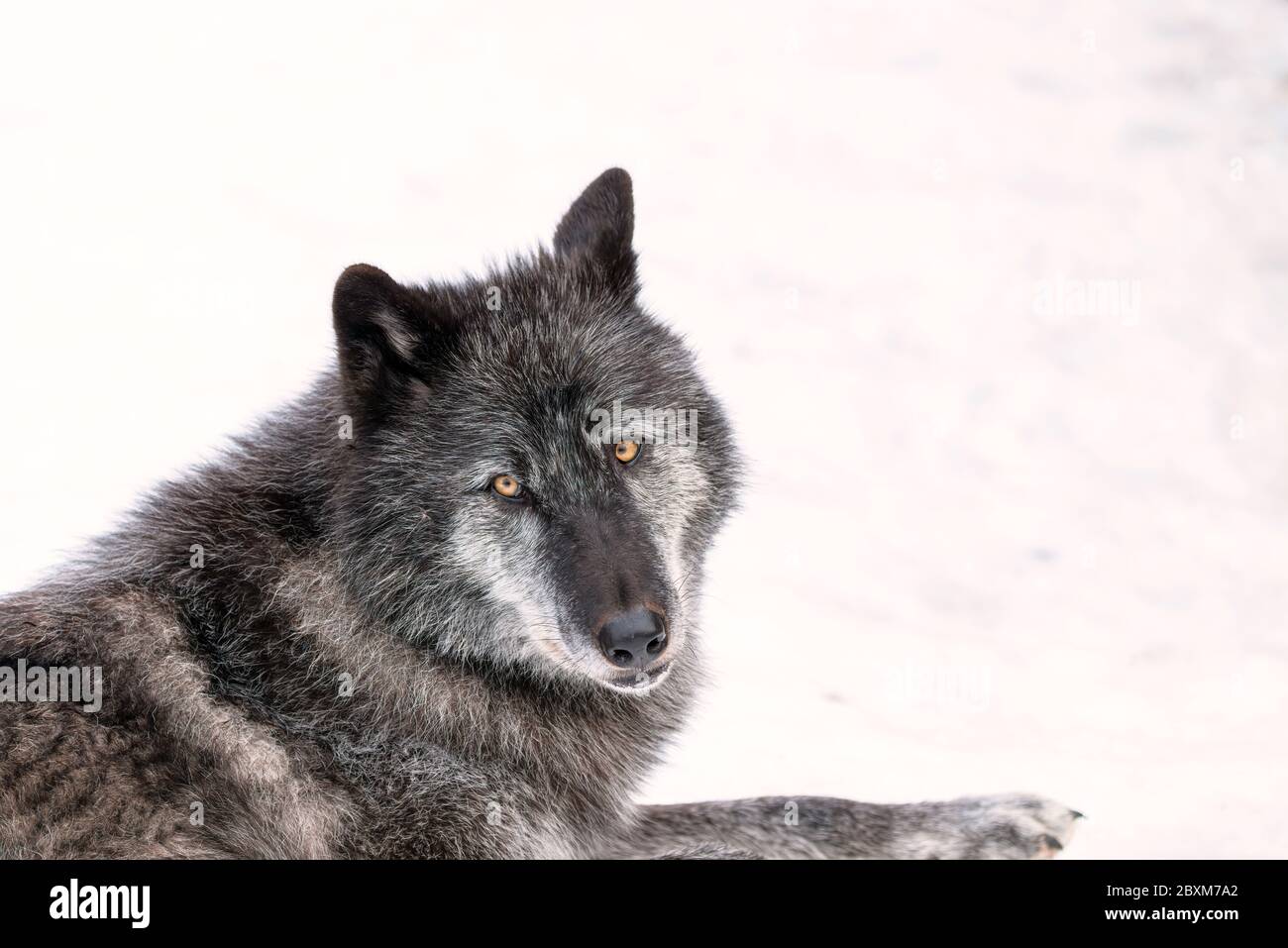 Black timber wolf hi-res stock photography and images - Alamy