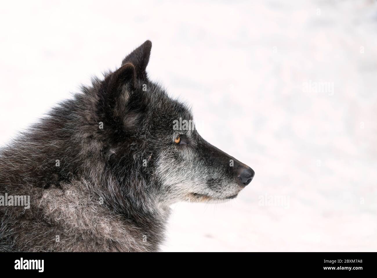Alpha male timber wolf in hi-res stock photography and images - Alamy