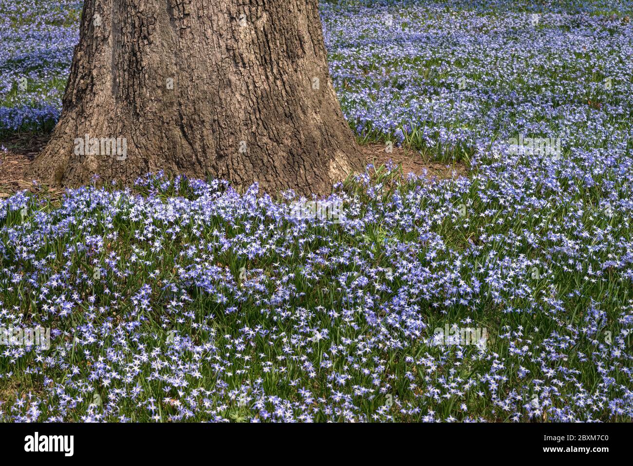 Tree bulbous trunk hi-res stock photography and images - Alamy