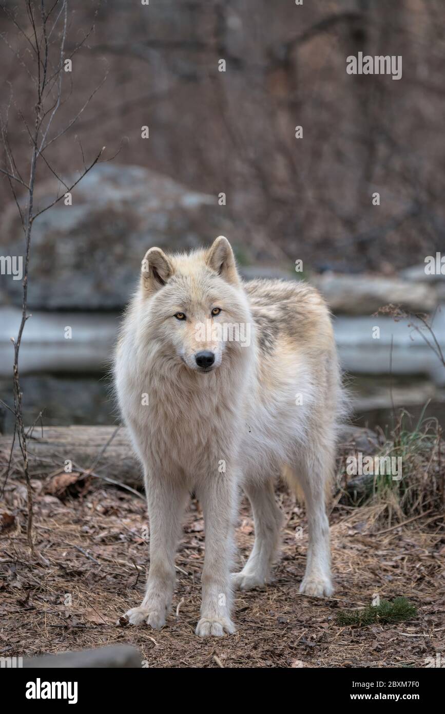 White Timber Wolf Pup