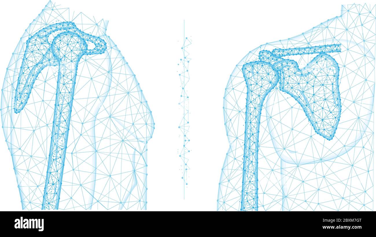 Shoulder joint front and side view polygonal vector illustration ...