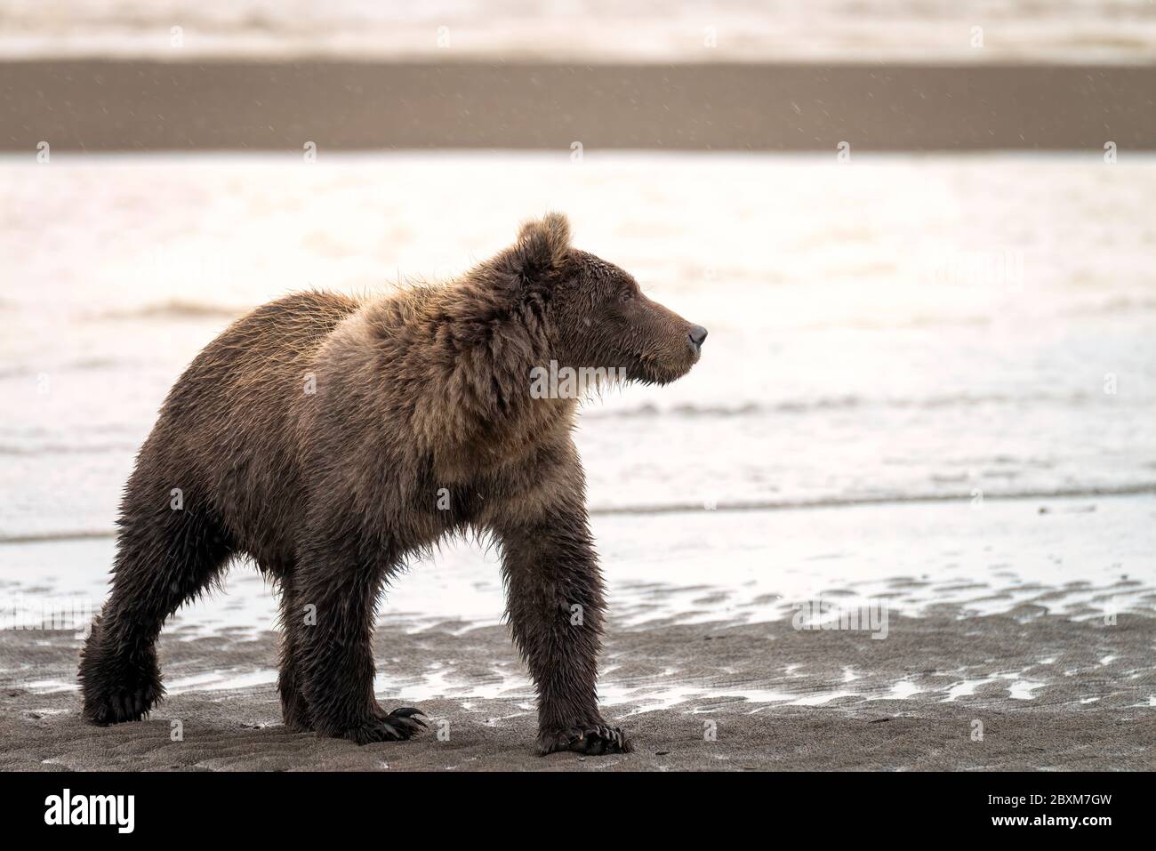Wet coastal brown bear hi-res stock photography and images - Alamy