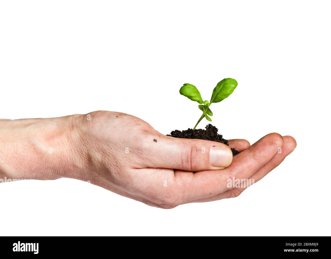 hand holding small sprout in soil Stock Photo - Alamy