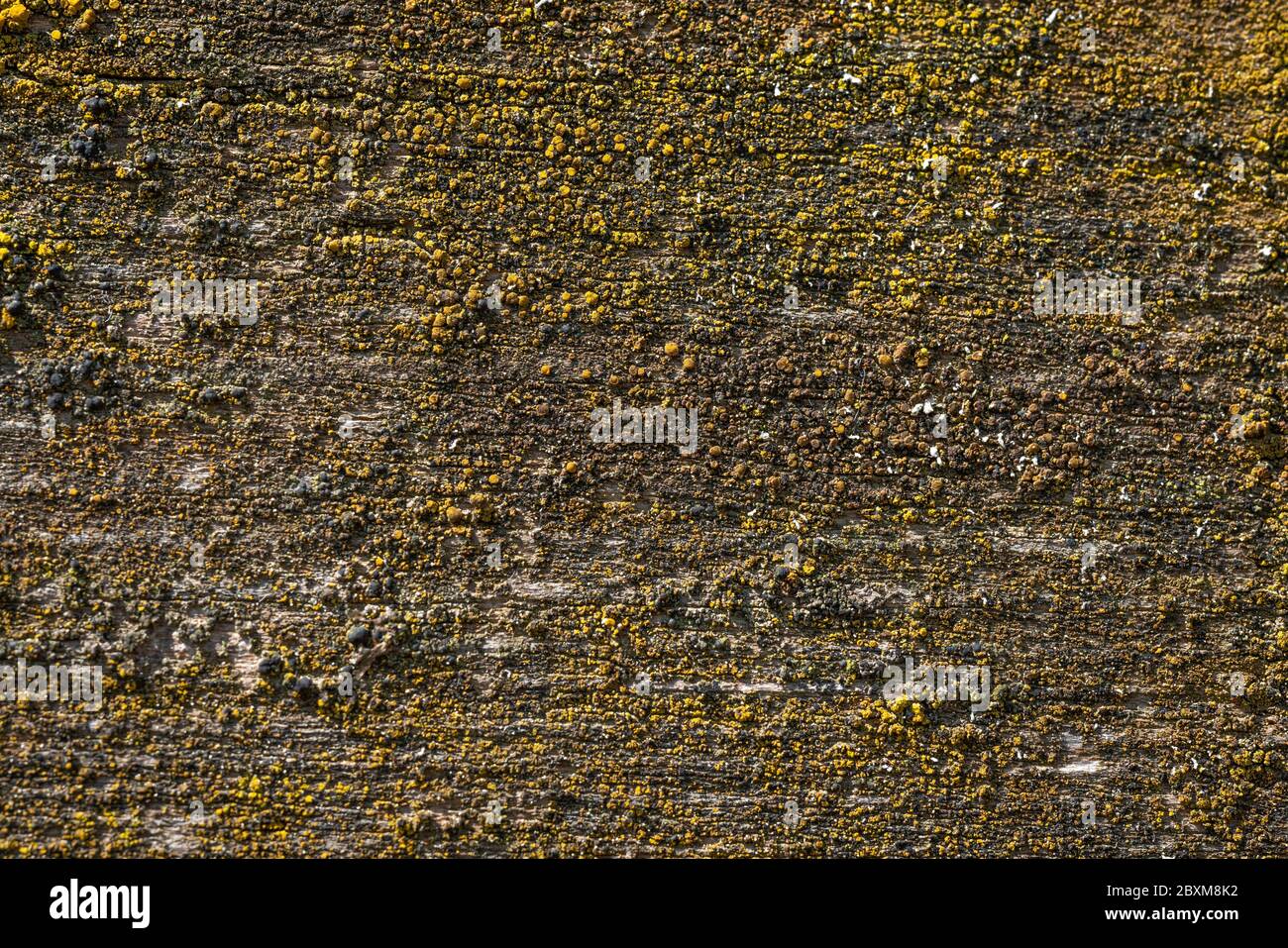 wooden for background texture . Timber, surface Stock Photo - Alamy