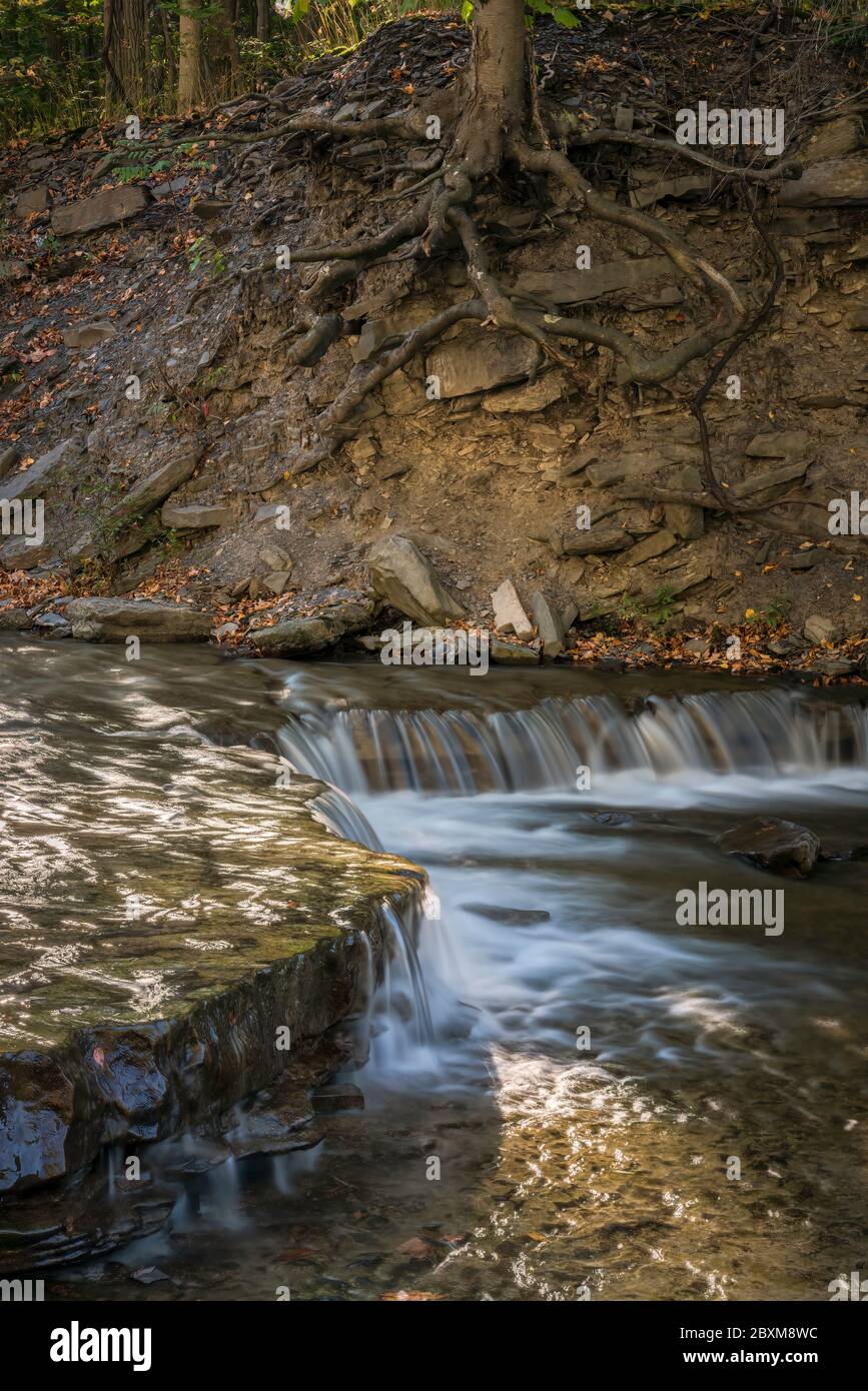 Tree root exposure hi-res stock photography and images - Alamy