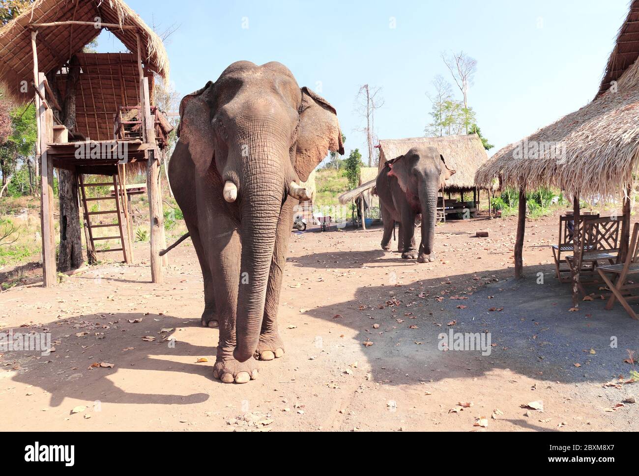 Elephants in a cambodian village, Cambodia, Indochina, Asia Stock Photo ...