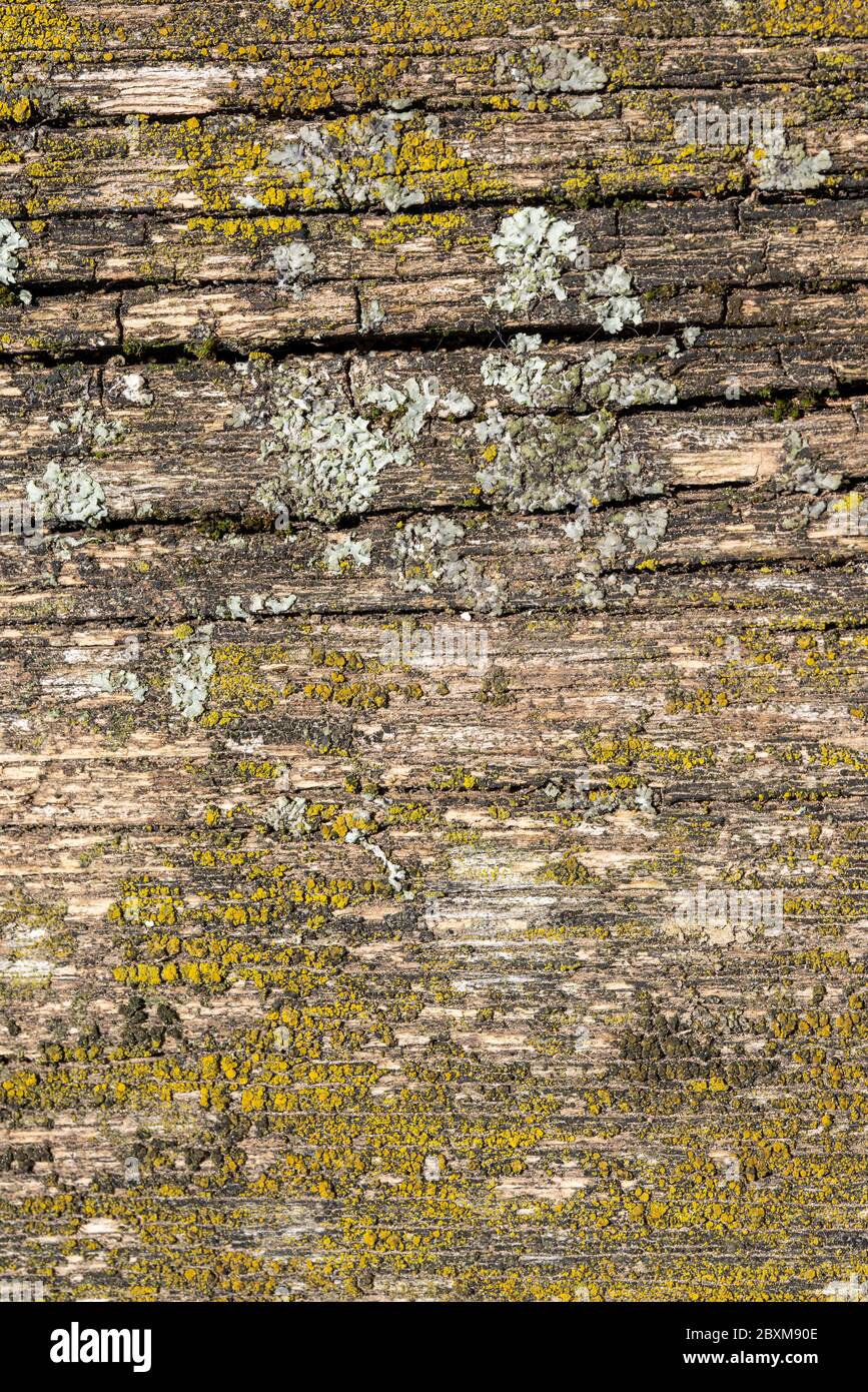 Wood tree cutting trunk backgrounds, natural cut stump wooden texture ...