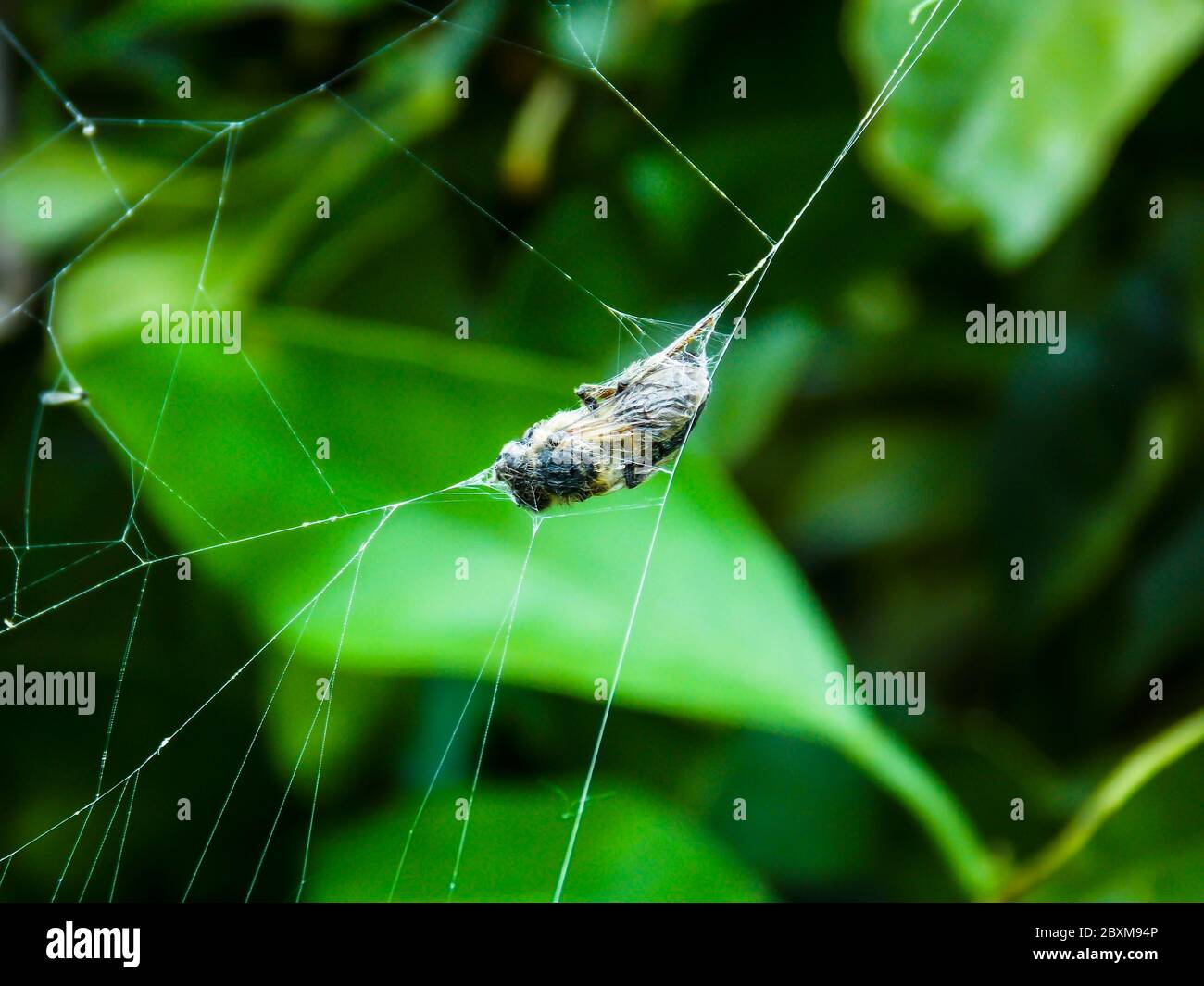 Spider Catching Insect High Resolution Stock Photography and Images - Alamy
