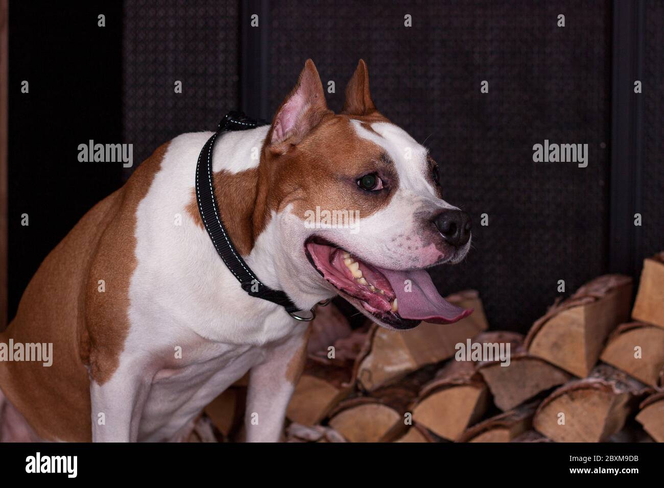 Staffordshire terrier teeth hi-res stock photography and images - Alamy