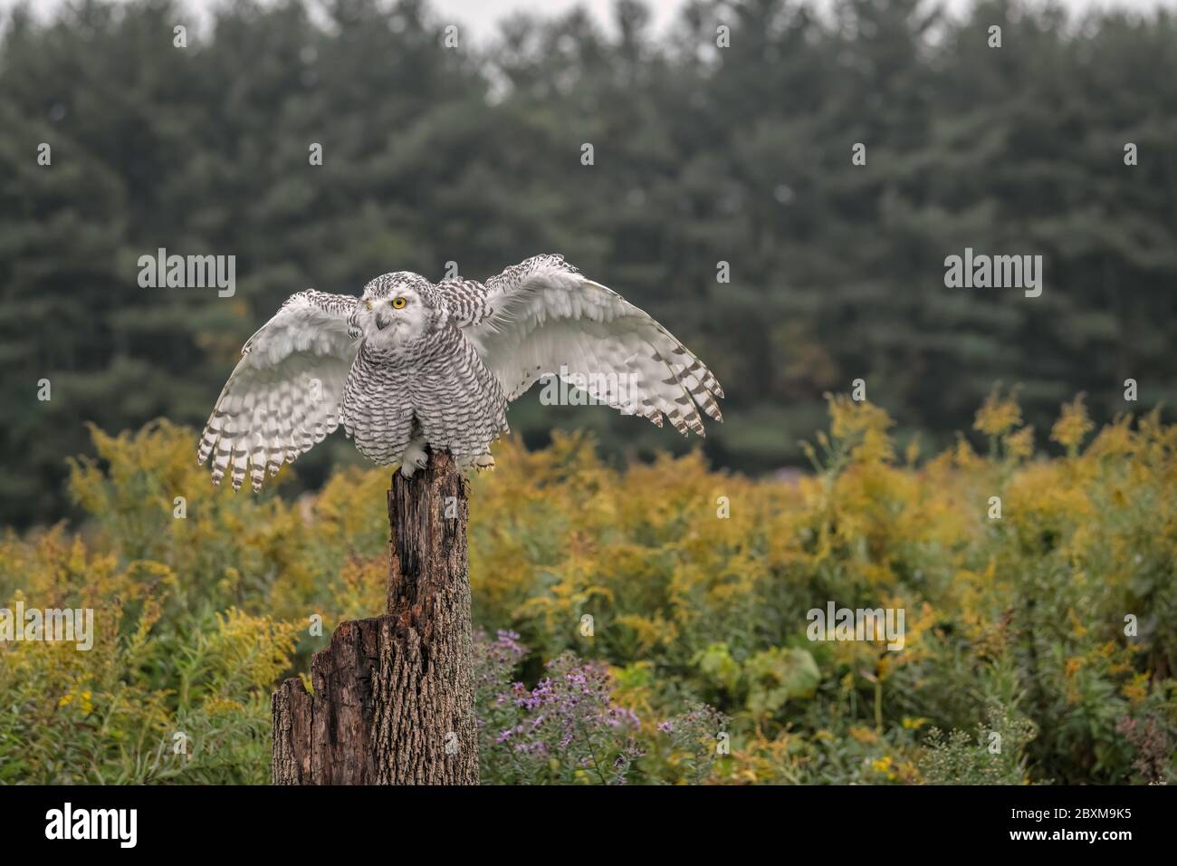 Juvenile Male Snowy Owl High Resolution Stock Photography and Images ...