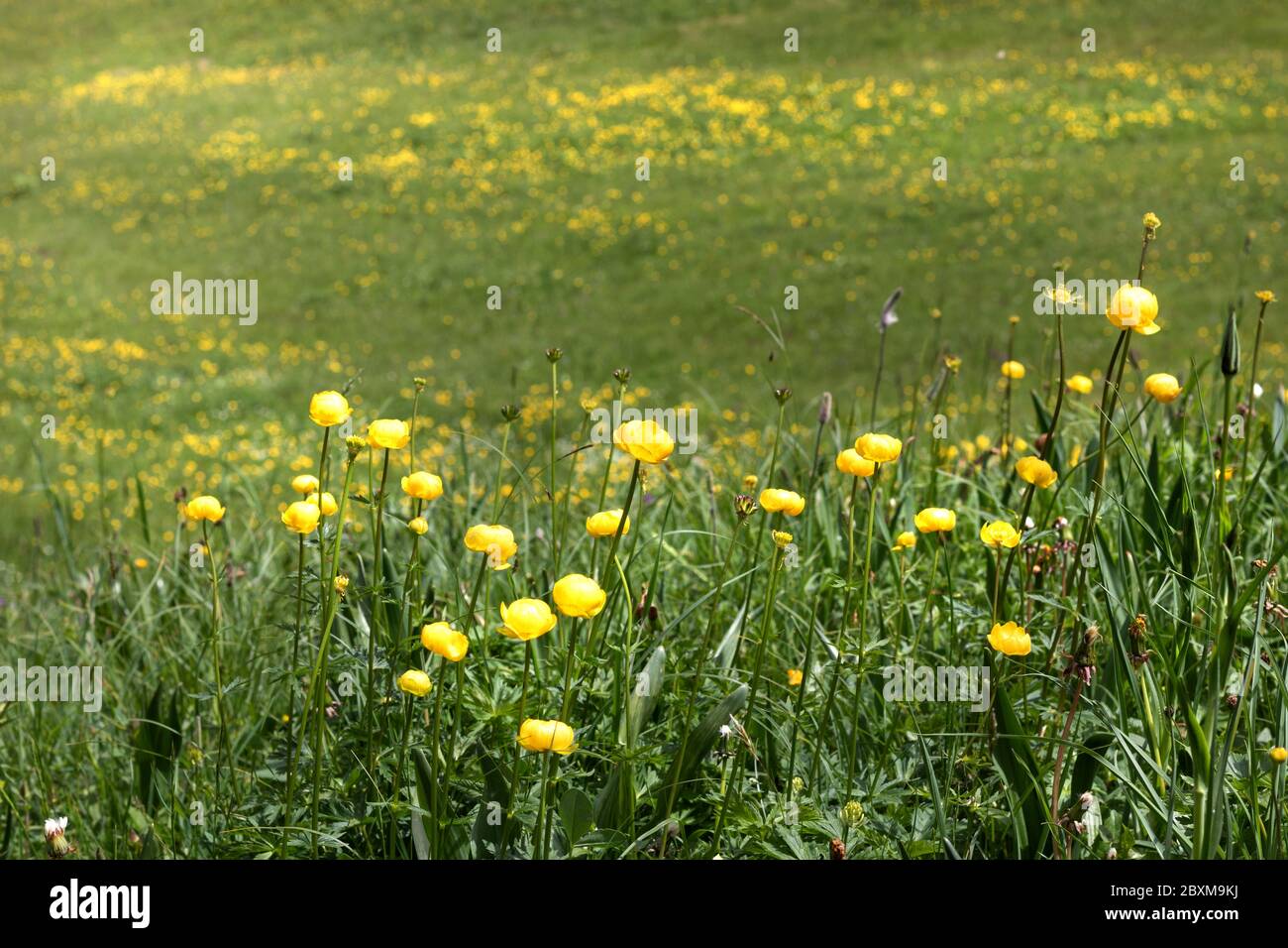 Yellow flower field Trollius europaeus or globe flower in alpine spring ...