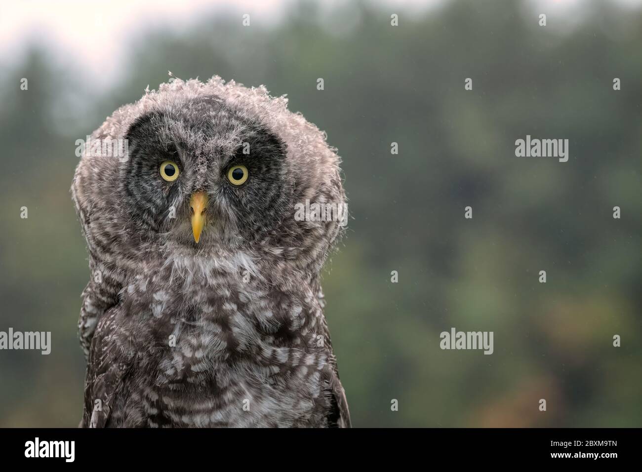 Owl in the rain hi-res stock photography and images - Alamy