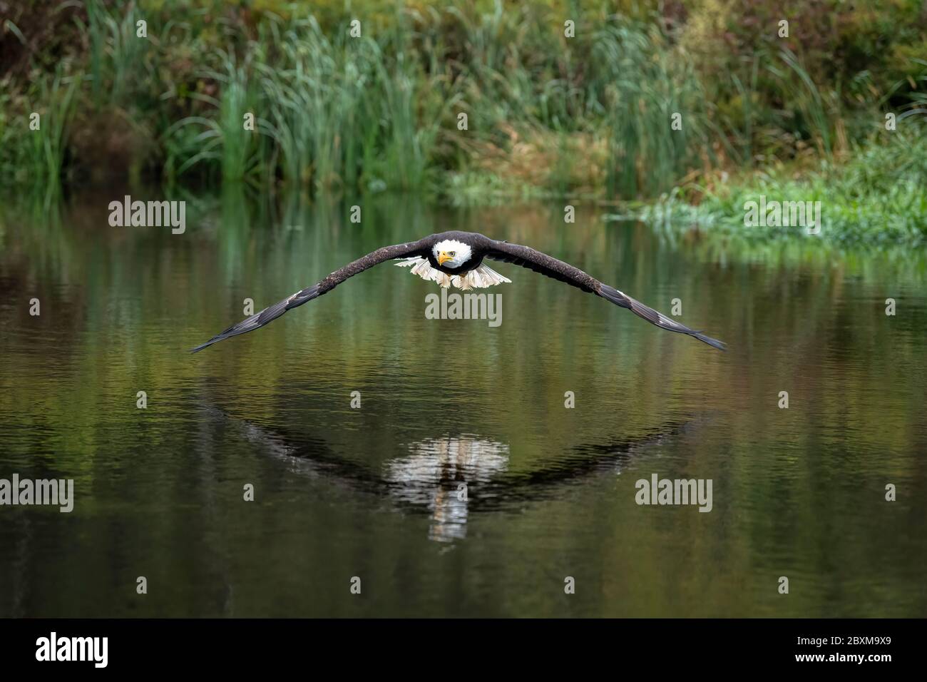 Bald eagle flying over water hi-res stock photography and images - Alamy