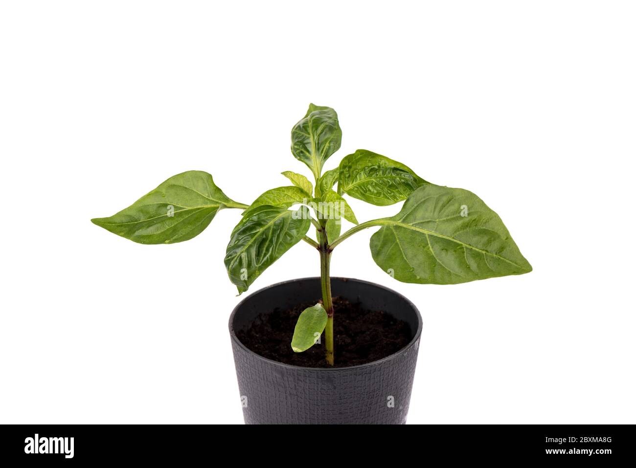 Chilli sprout. Young leaves of pepper plant. Pepper sprout on a white ...