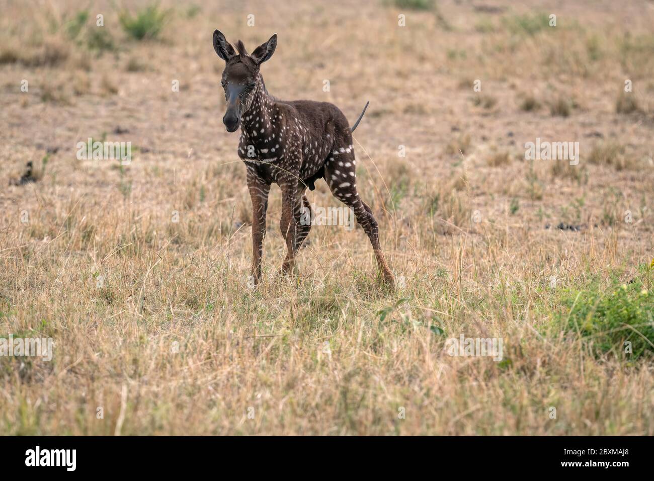 Zebra spotted in the safari hi-res stock photography and images - Alamy
