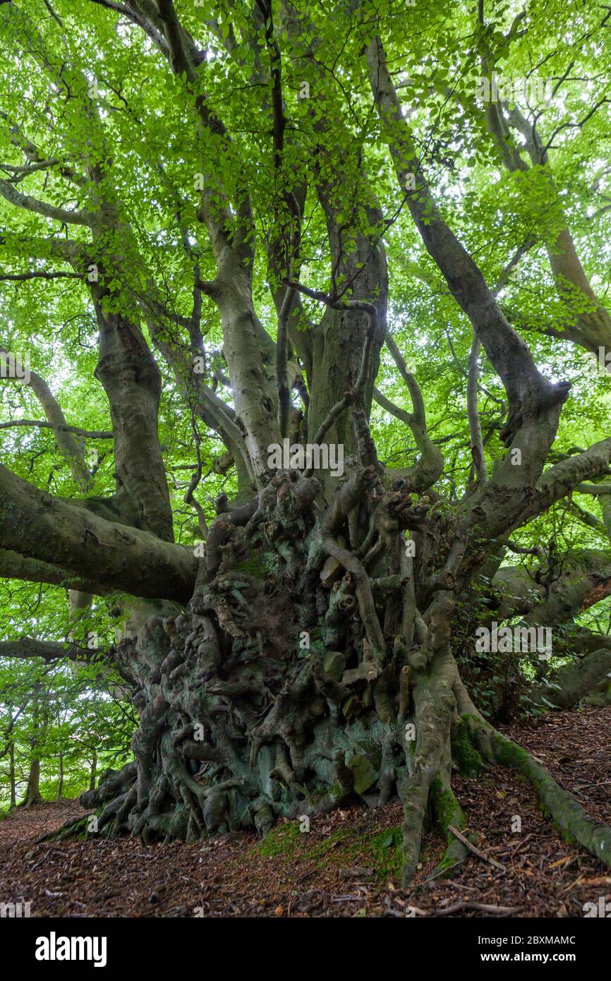 Wind Gnarled High Resolution Stock Photography and Images - Alamy