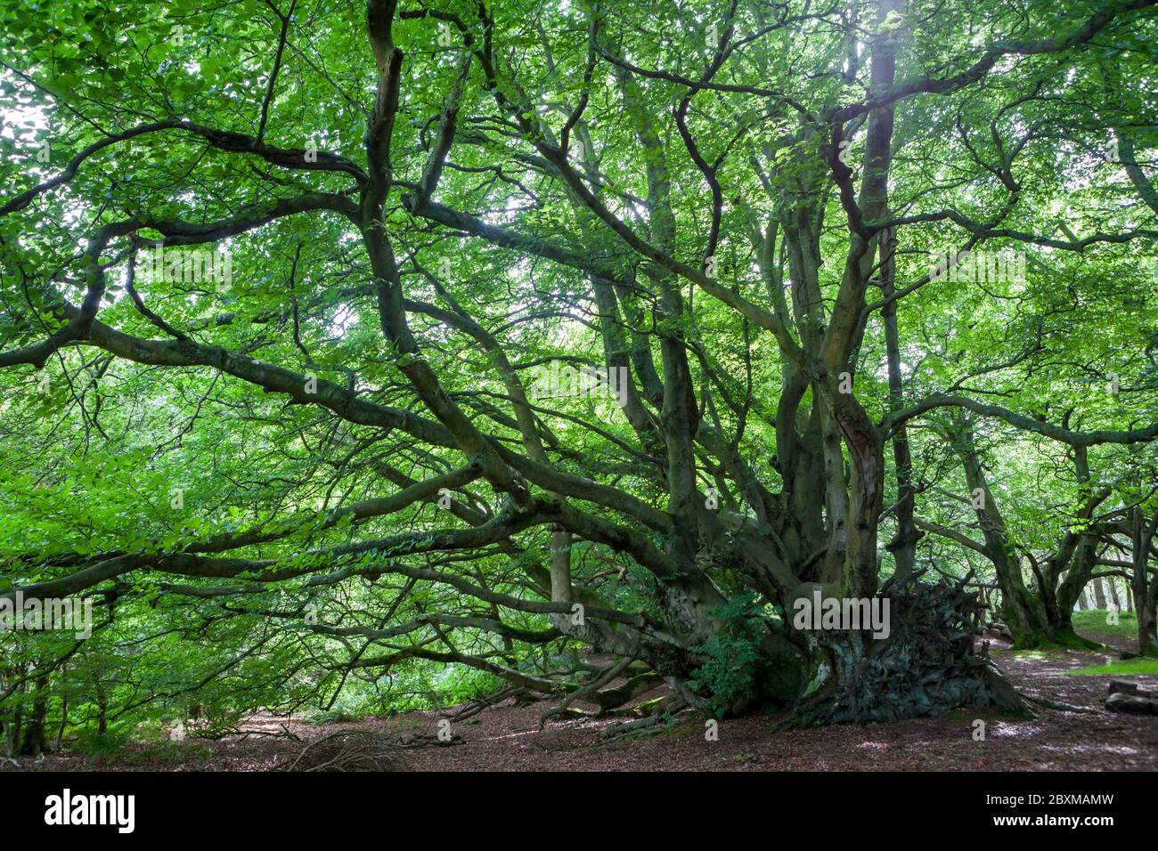 Gnarled and twisted wind blown beech trees on Castle Hill, Thrunton ...