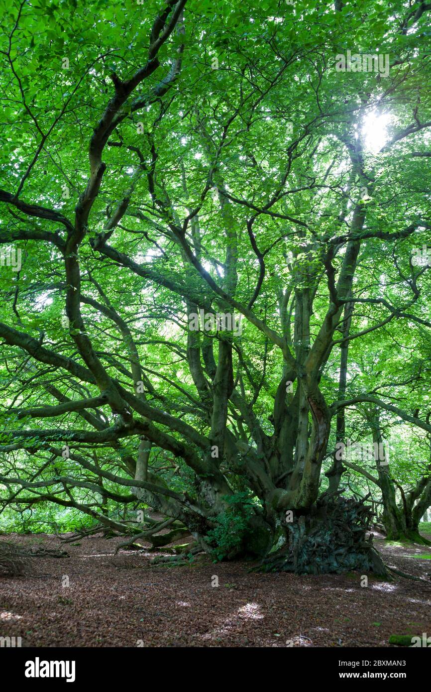 Large gnarled trees hi-res stock photography and images - Alamy
