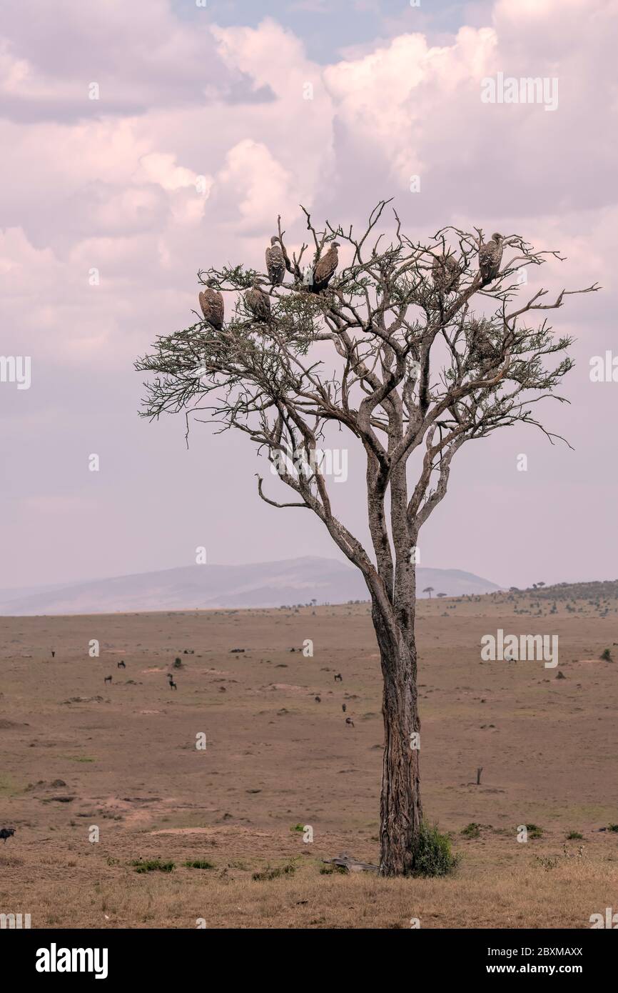 White backed vulture roosting in tree hi-res stock photography and ...