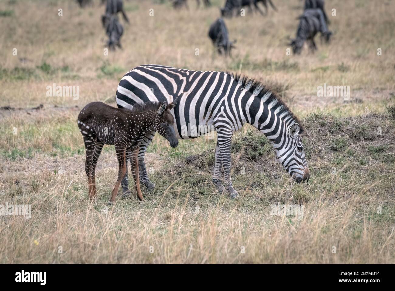 Spotted zebra hi-res stock photography and images - Alamy