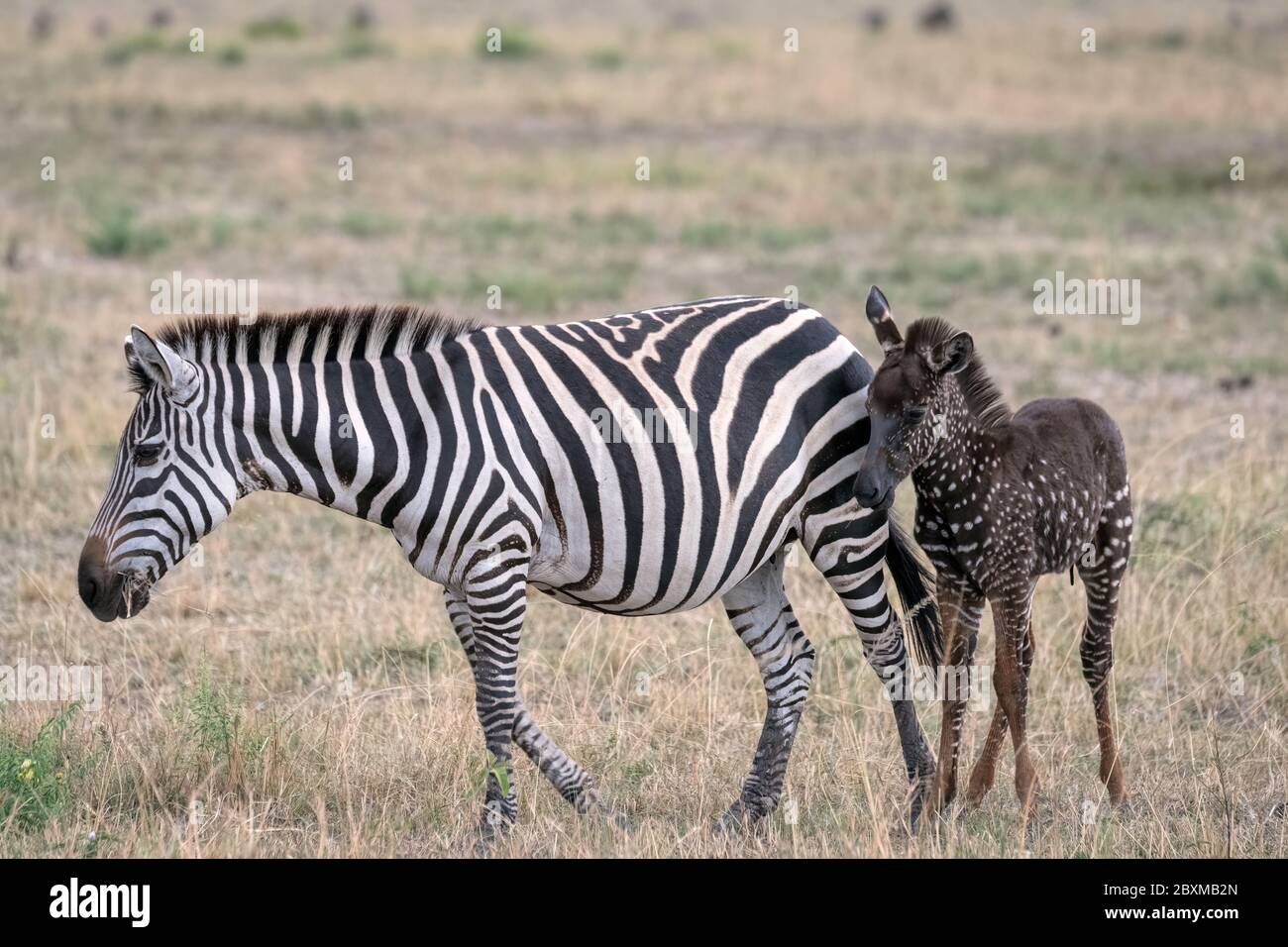 Rare zebra foal with polka dots (spots) instead of stripes, named Tira ...