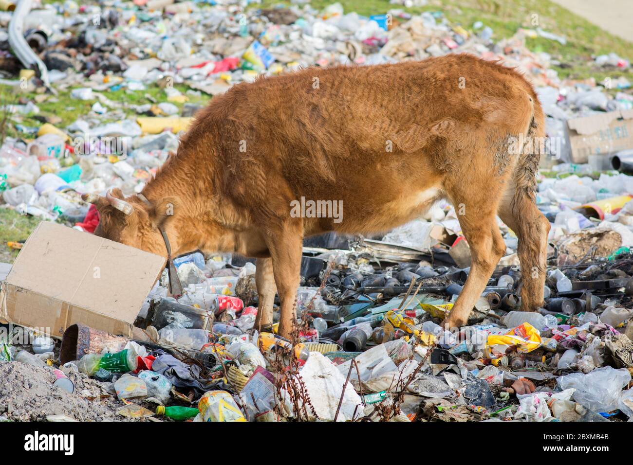Cow eating trash hi-res stock photography and images - Alamy