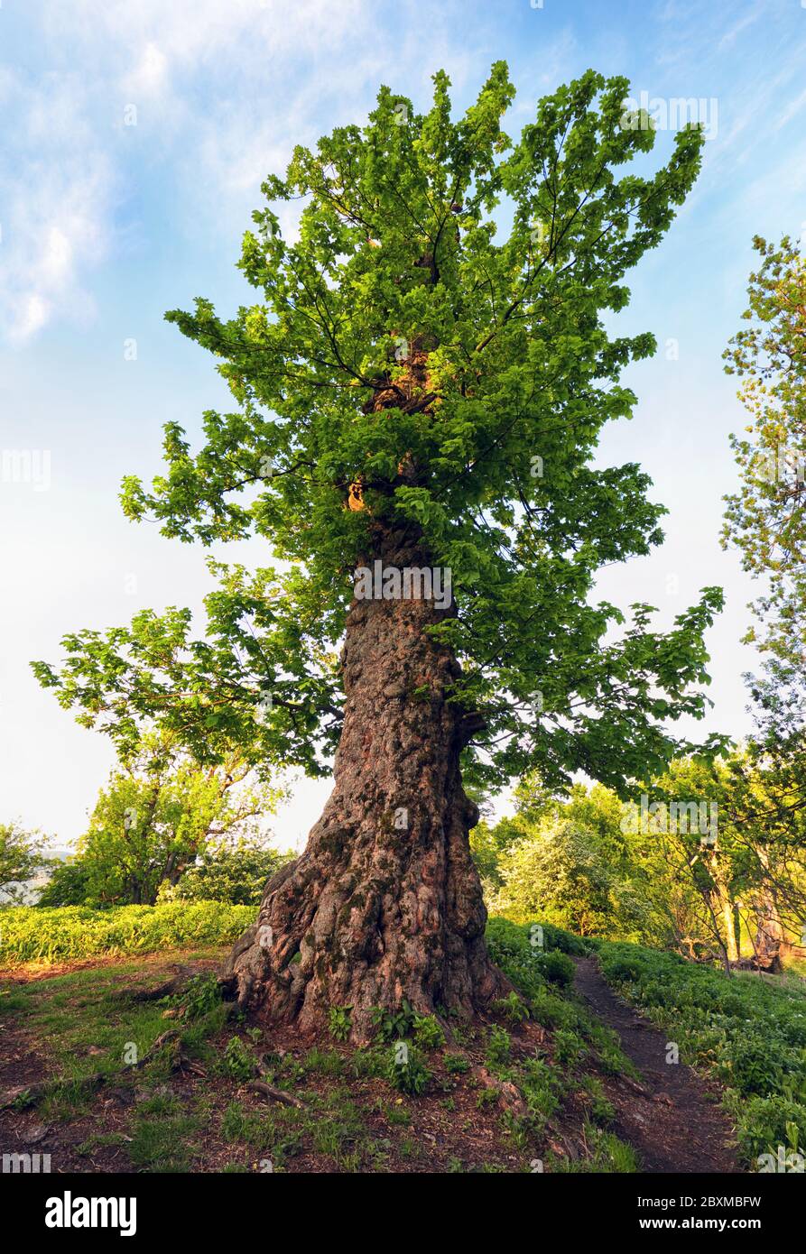 Summer landscape with old tree in the forest and sun in the leaves ...