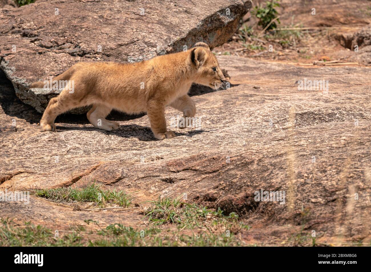 Lion's den in africa hi-res stock photography and images - Alamy