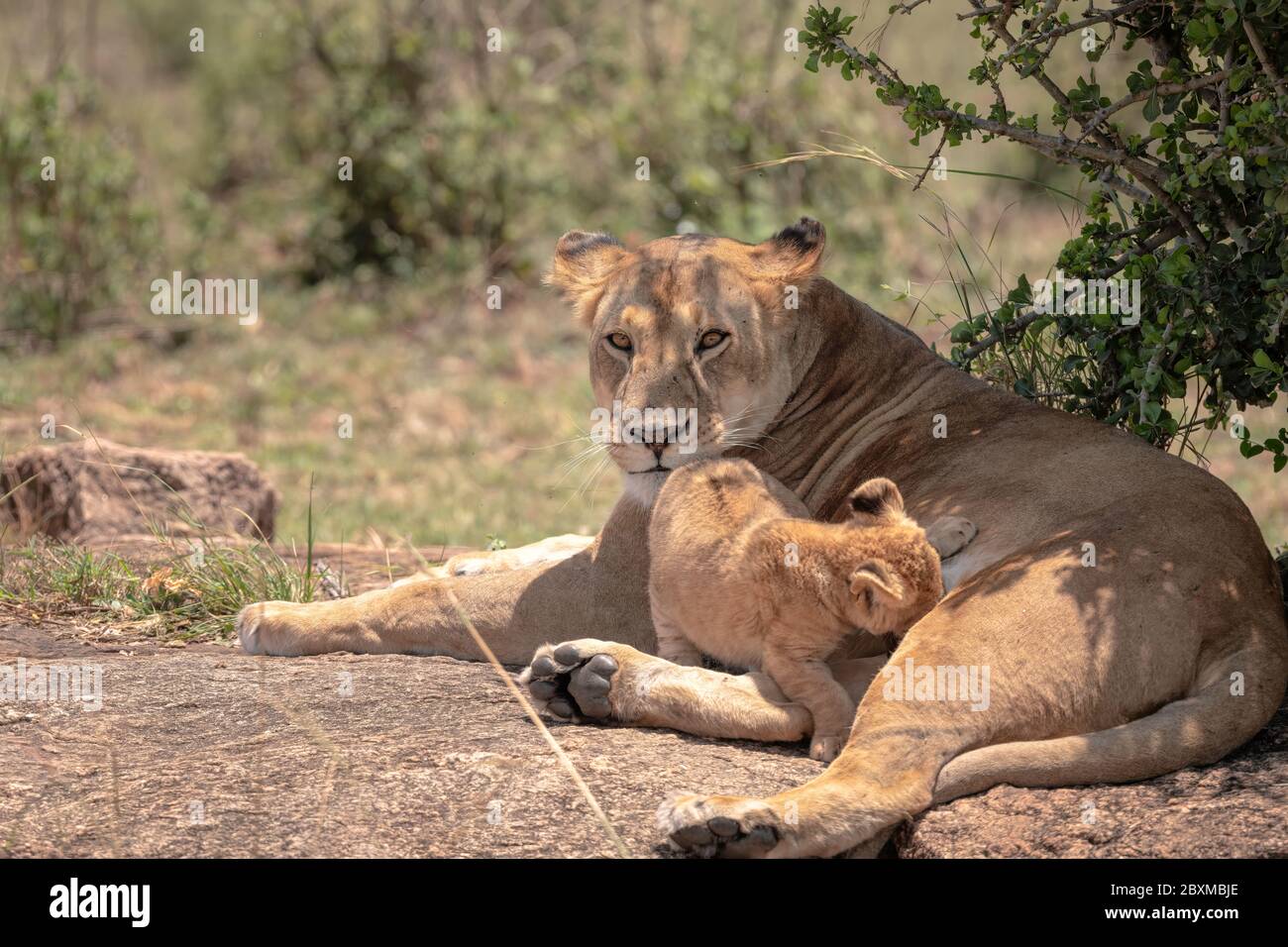 Baby lion cubs nursing hi-res stock photography and images - Alamy