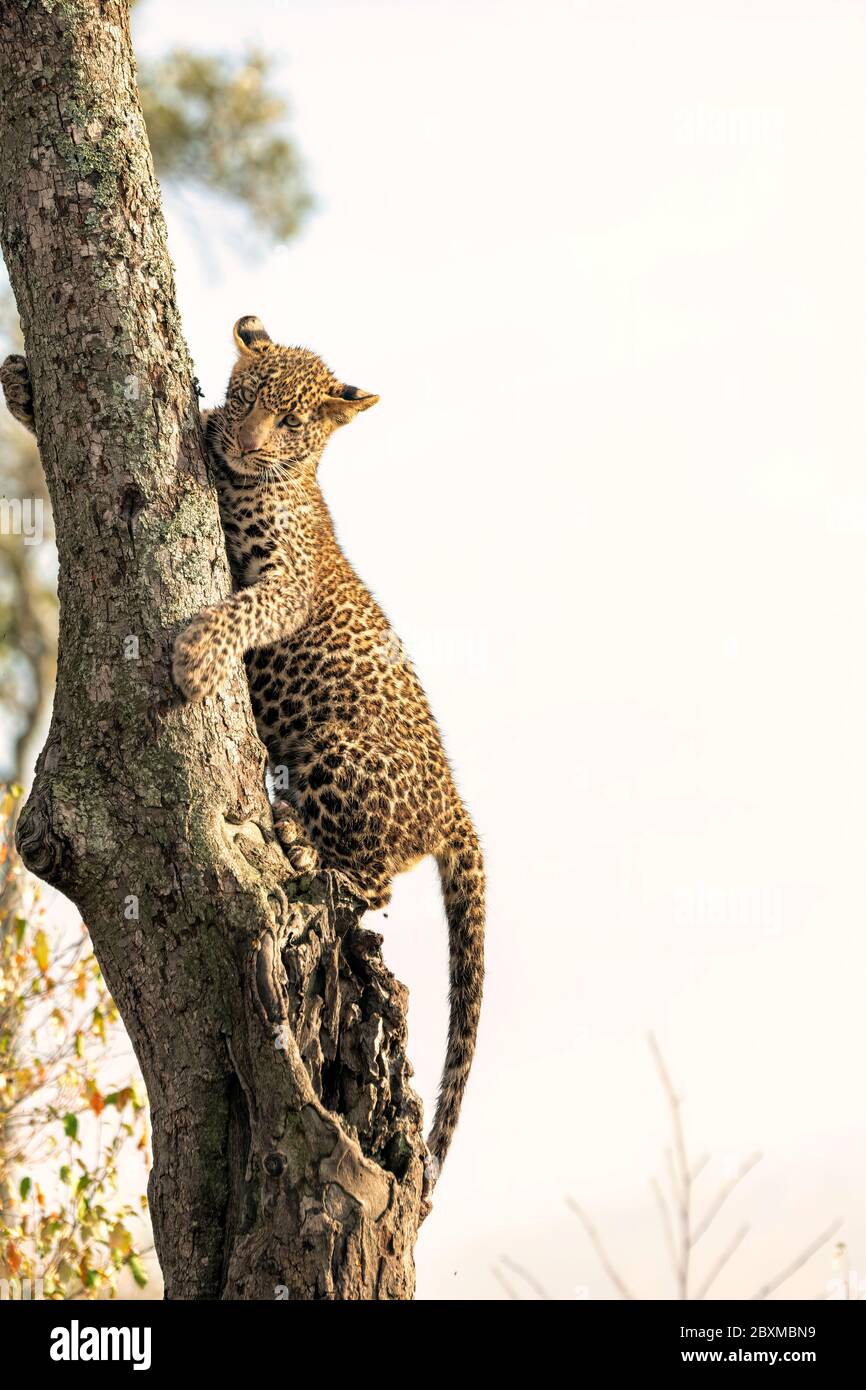 Young Leopard Cub High Resolution Stock Photography and Images - Alamy