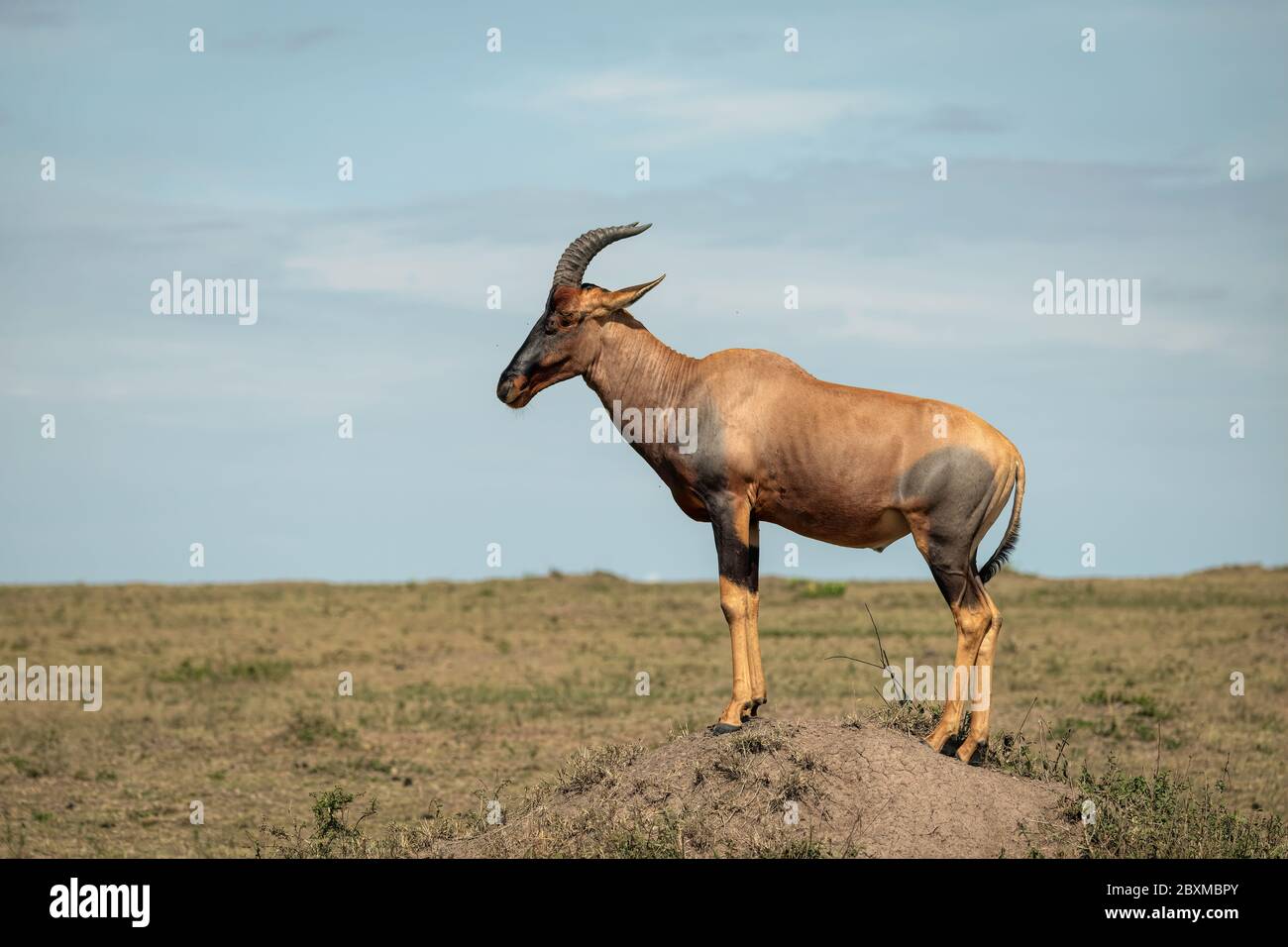 Black topi hi-res stock photography and images - Alamy