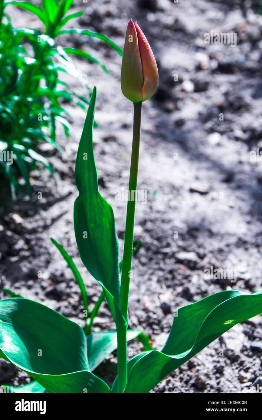 Red tulips in close-up. Open and closed bud tulip. Bright tulip flowers ...