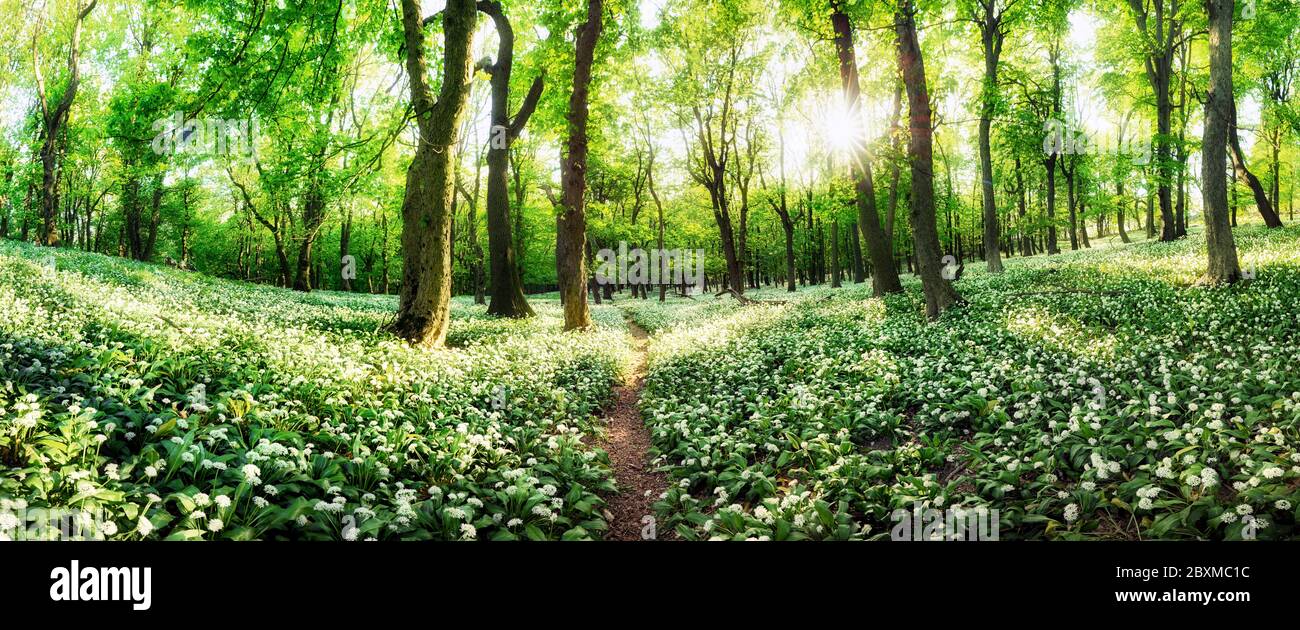Beautiful blooming flowers spring hi-res stock photography and images ...