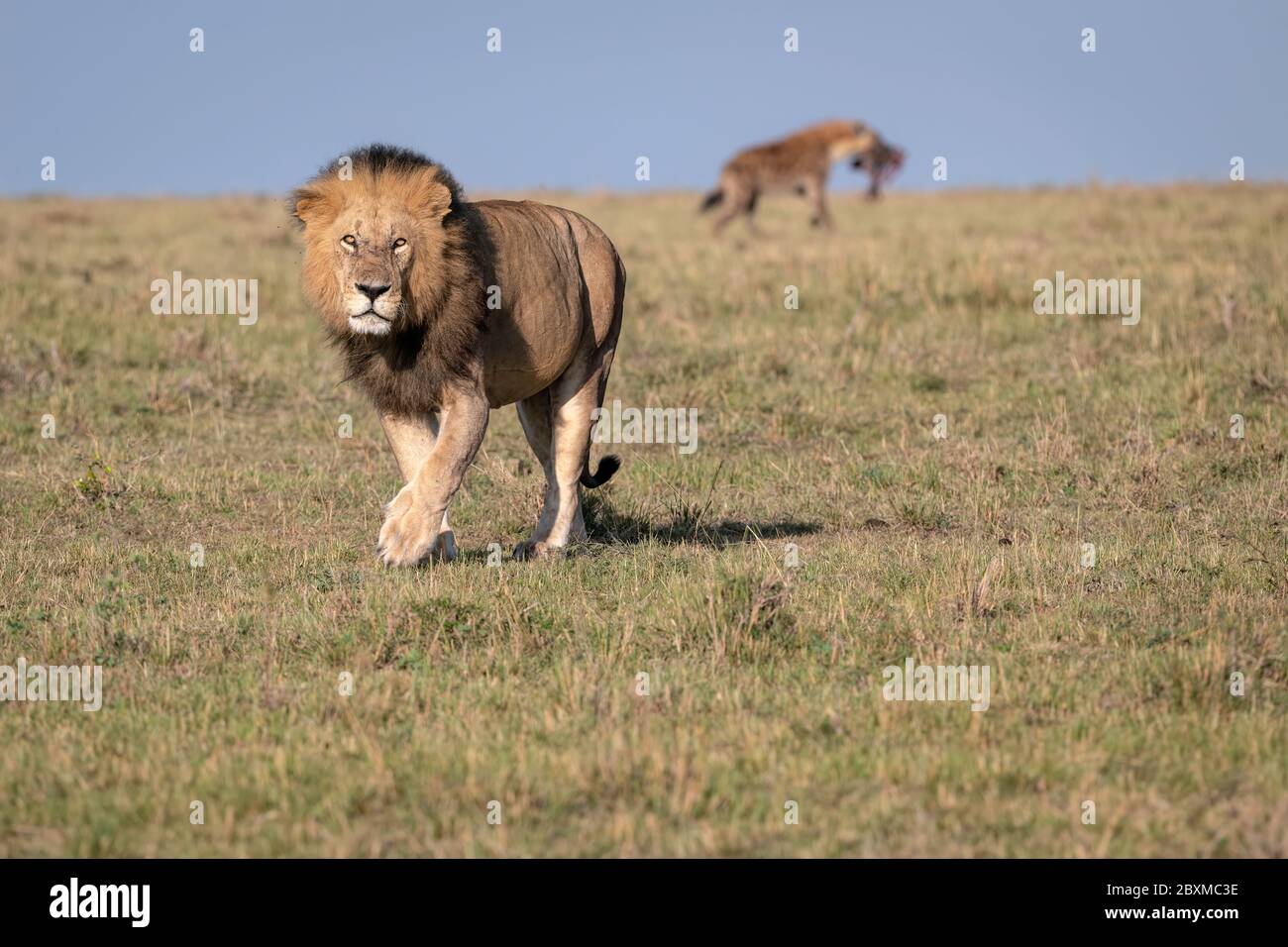 African male lion behind hi-res stock photography and images - Alamy