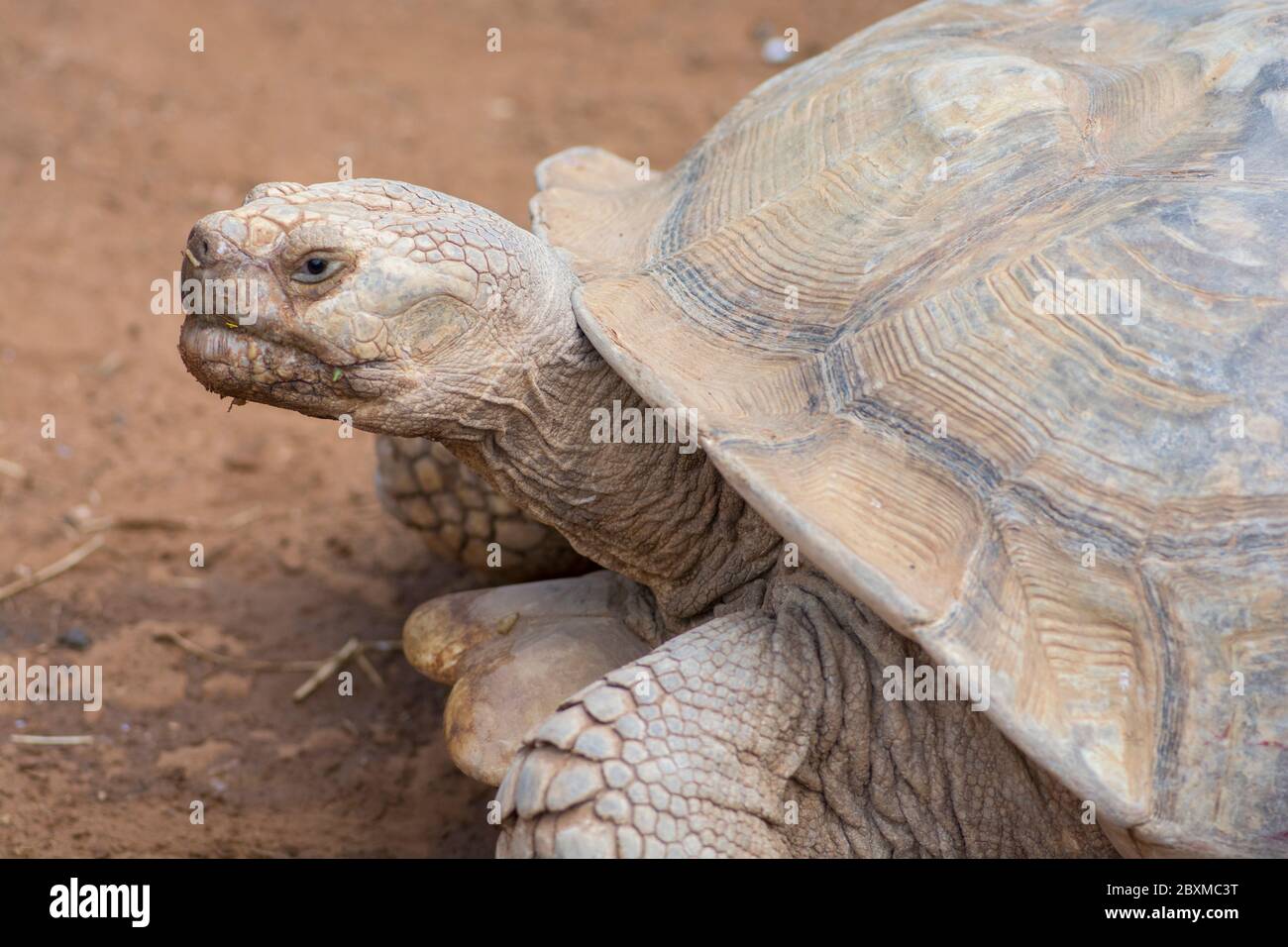 Portrait of a Giant turtle, an african spurred tortoise (Centrochelys ...