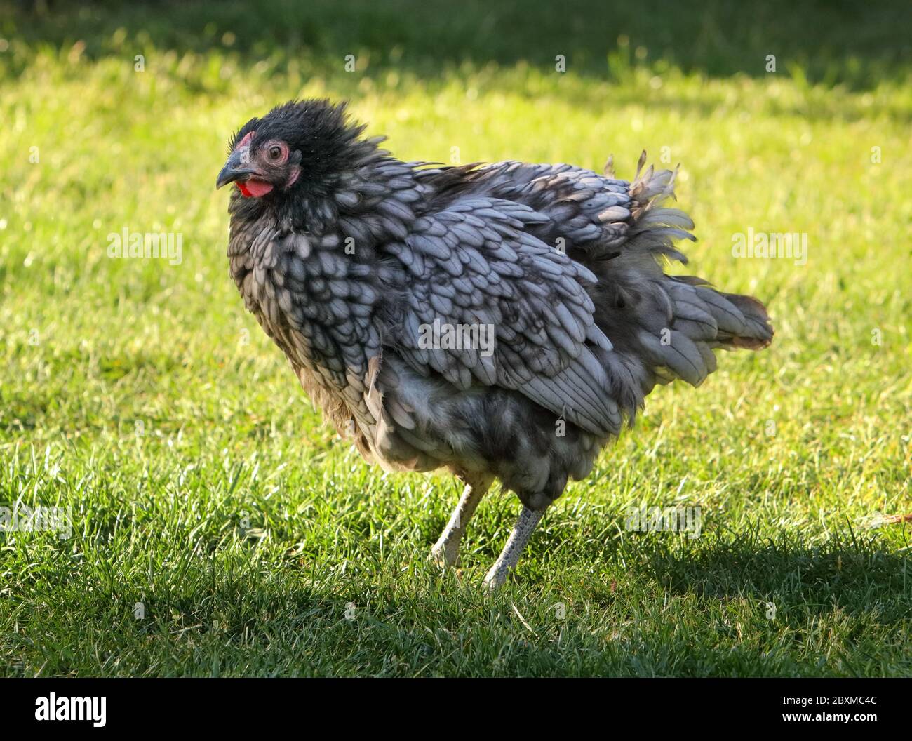 Free range chicken on a traditional poultry farm Stock Photo - Alamy