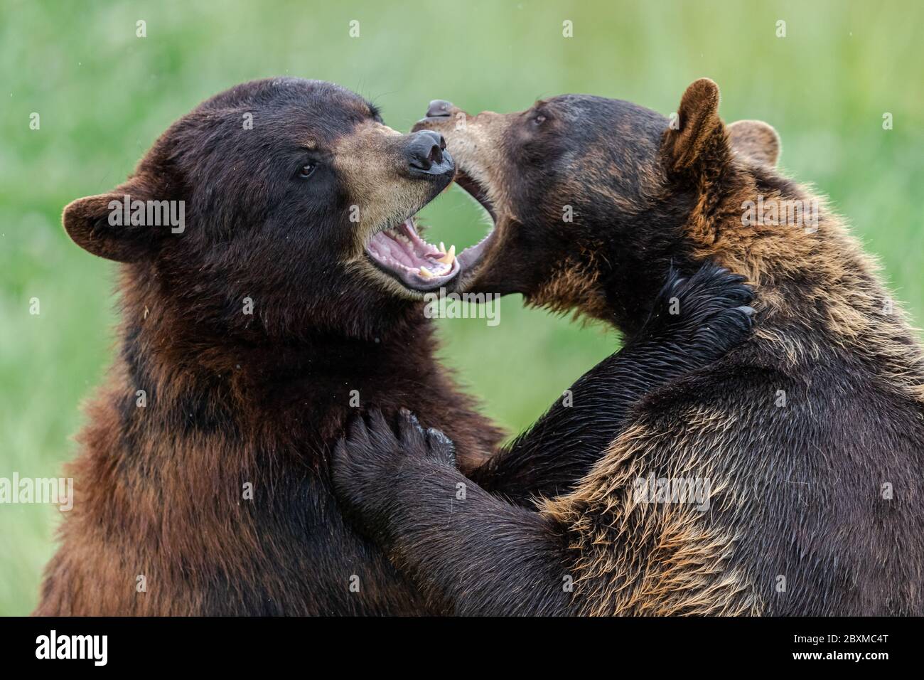 Black Bears Fighting