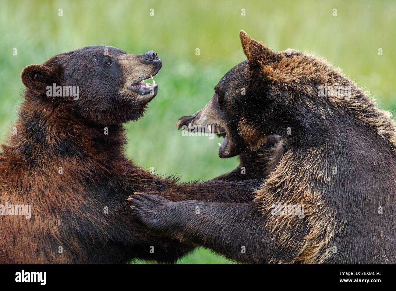 American Black Bear fighting in the meadow Stock Photo - Alamy