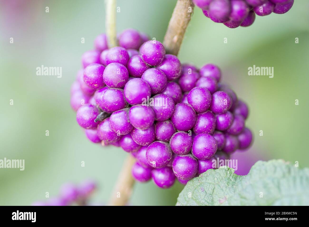 Cluster Of Purple Berries High Resolution Stock Photography and Images ...