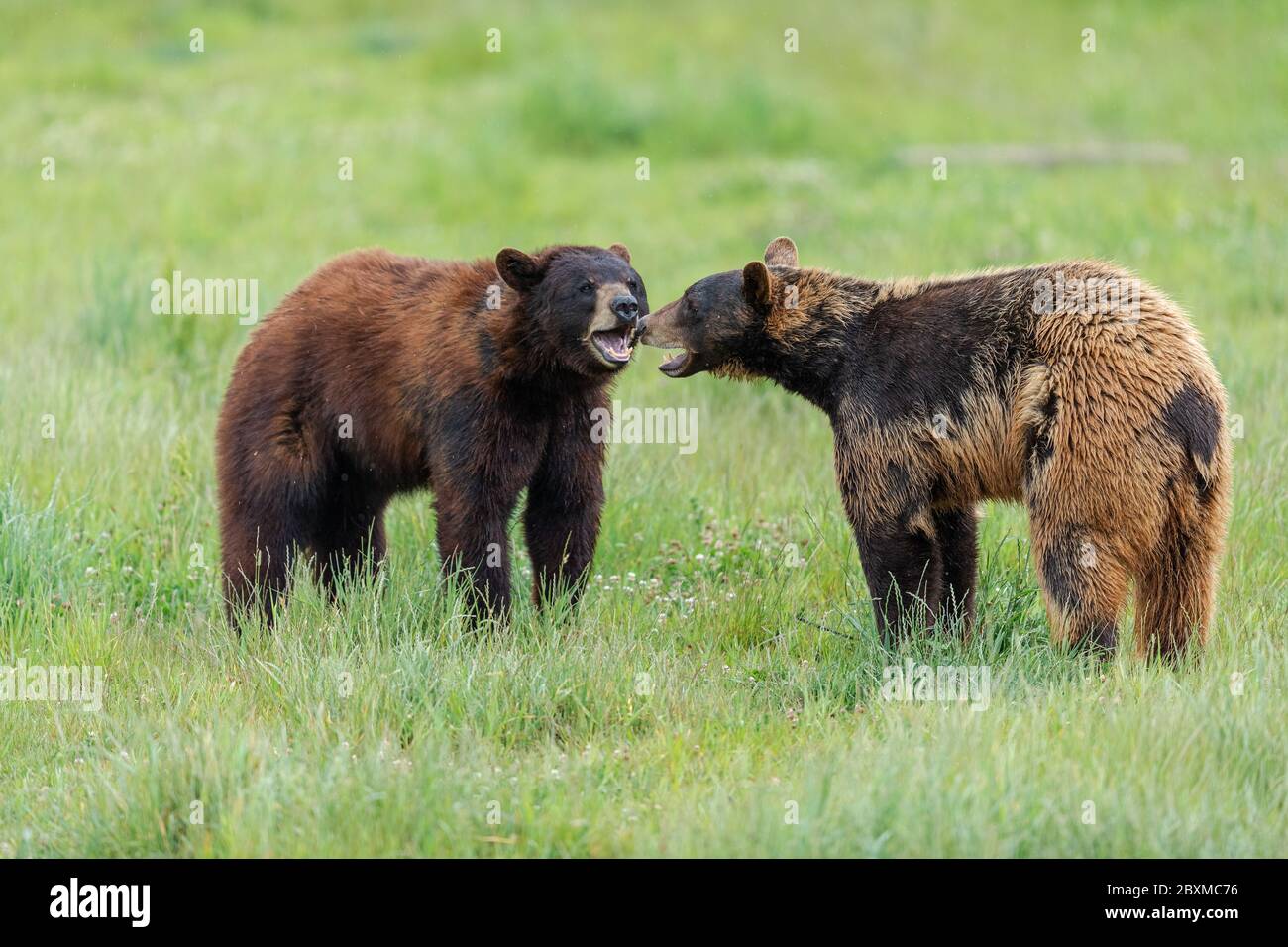 American Black Bear fighting in the meadow Stock Photo - Alamy