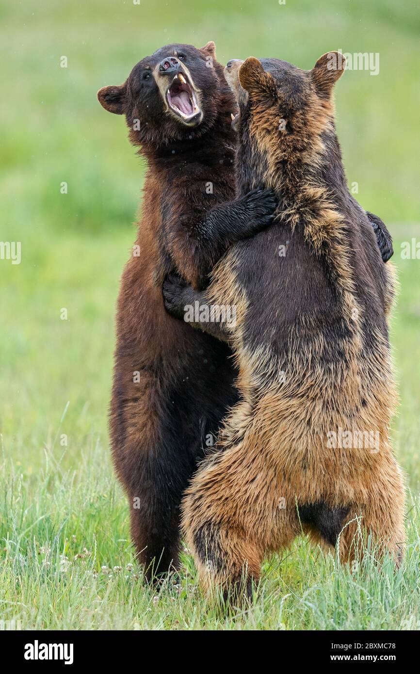 American Black Bear fighting in the meadow Stock Photo - Alamy