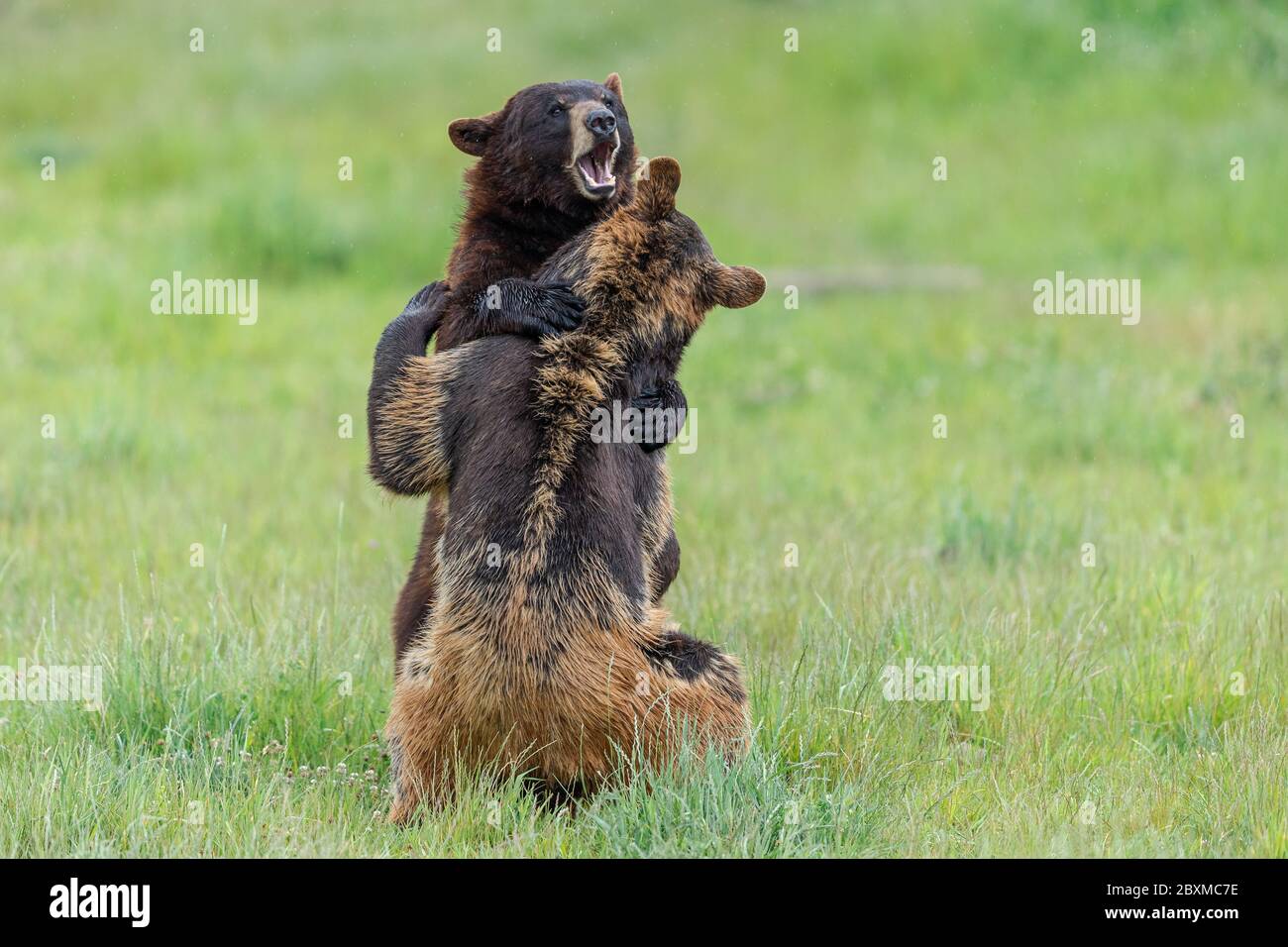 American Black Bear fighting in the meadow Stock Photo - Alamy