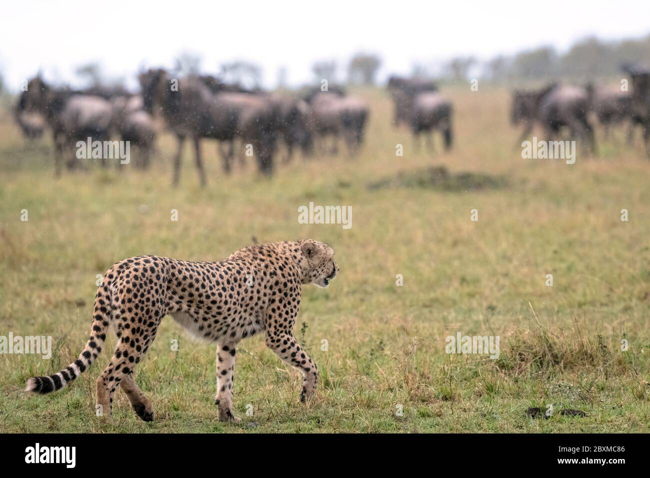 African savanna predator herd hi-res stock photography and images - Alamy