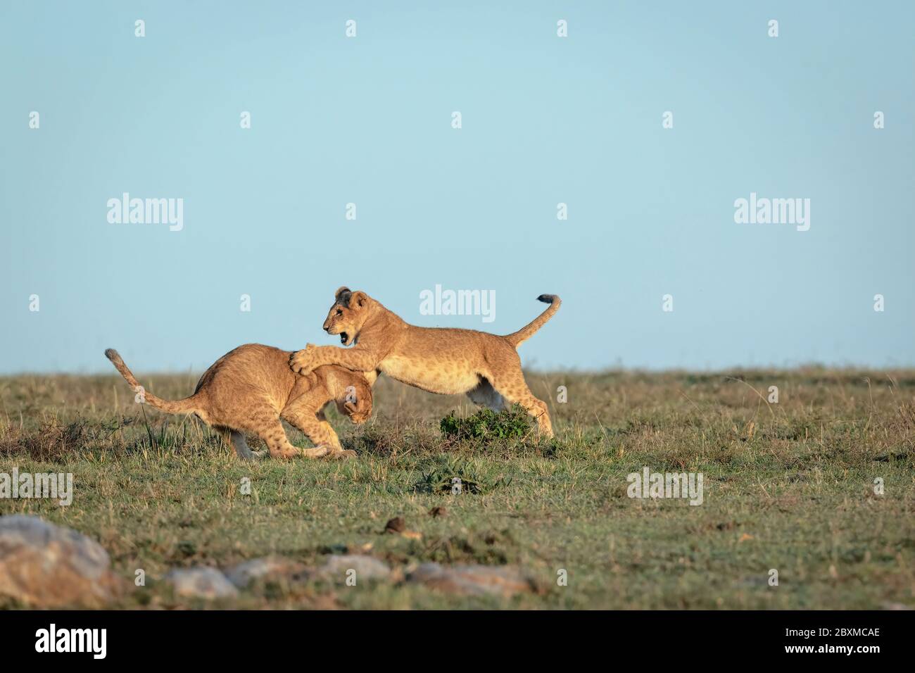 Jumping Of The Lion High Resolution Stock Photography and Images - Alamy