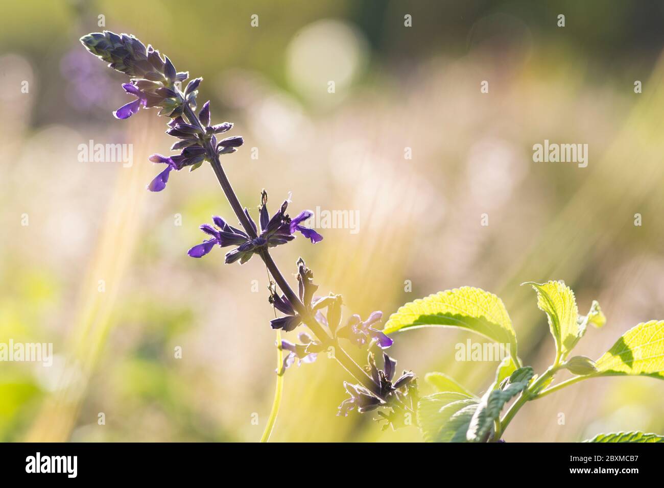 Single Lavender (Lavandula) plant, in warm light of sunset, with green ...